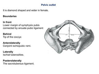 Pelvic Cavity Boundaries