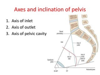 Bony pelvis | PPTX
