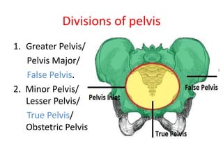 Bony pelvis | PPTX