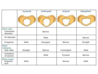 Types Of Pelvis