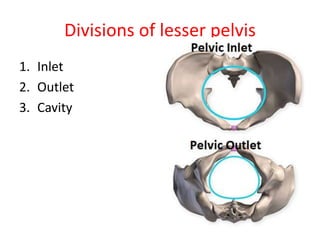 Pelvic Inlet Vs Pelvic Outlet