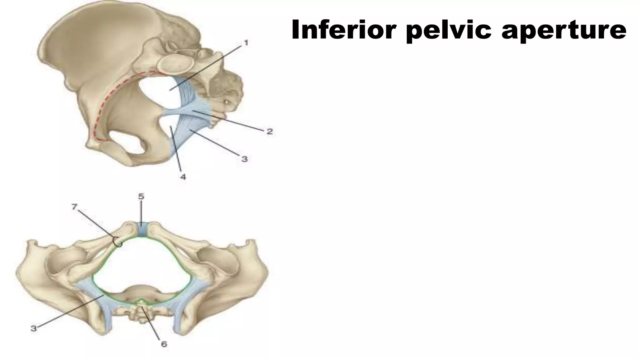 Bony pelvis, fascia and ligaments.pptx