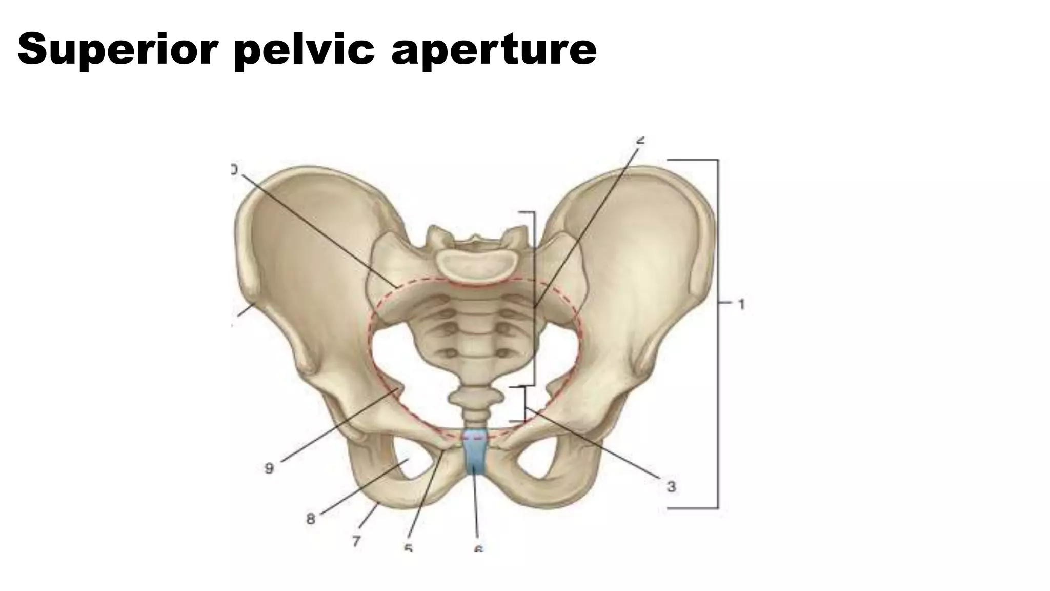 Bony pelvis, fascia and ligaments.pptx