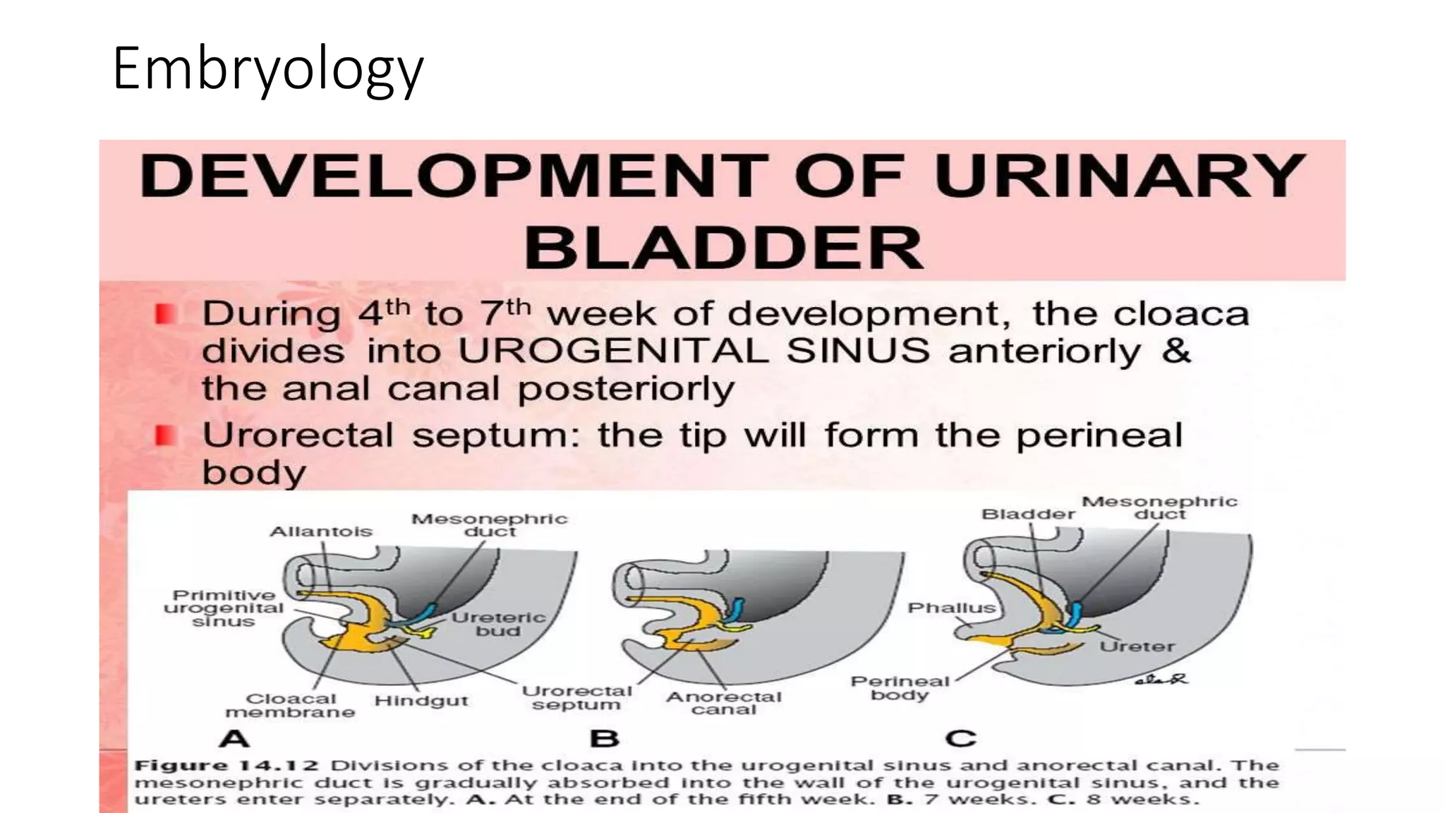 Bladder outlet obstruction in children | PPTX