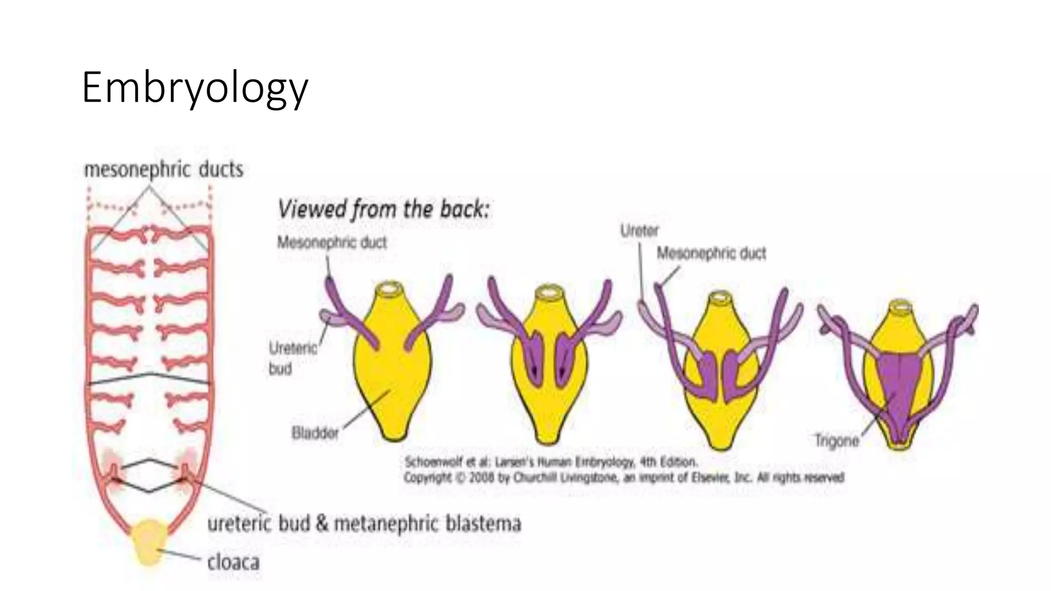 Bladder outlet obstruction in children | PPTX