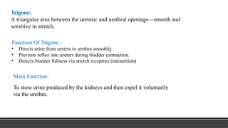 Bladder outflow obstruction and its management .pptx