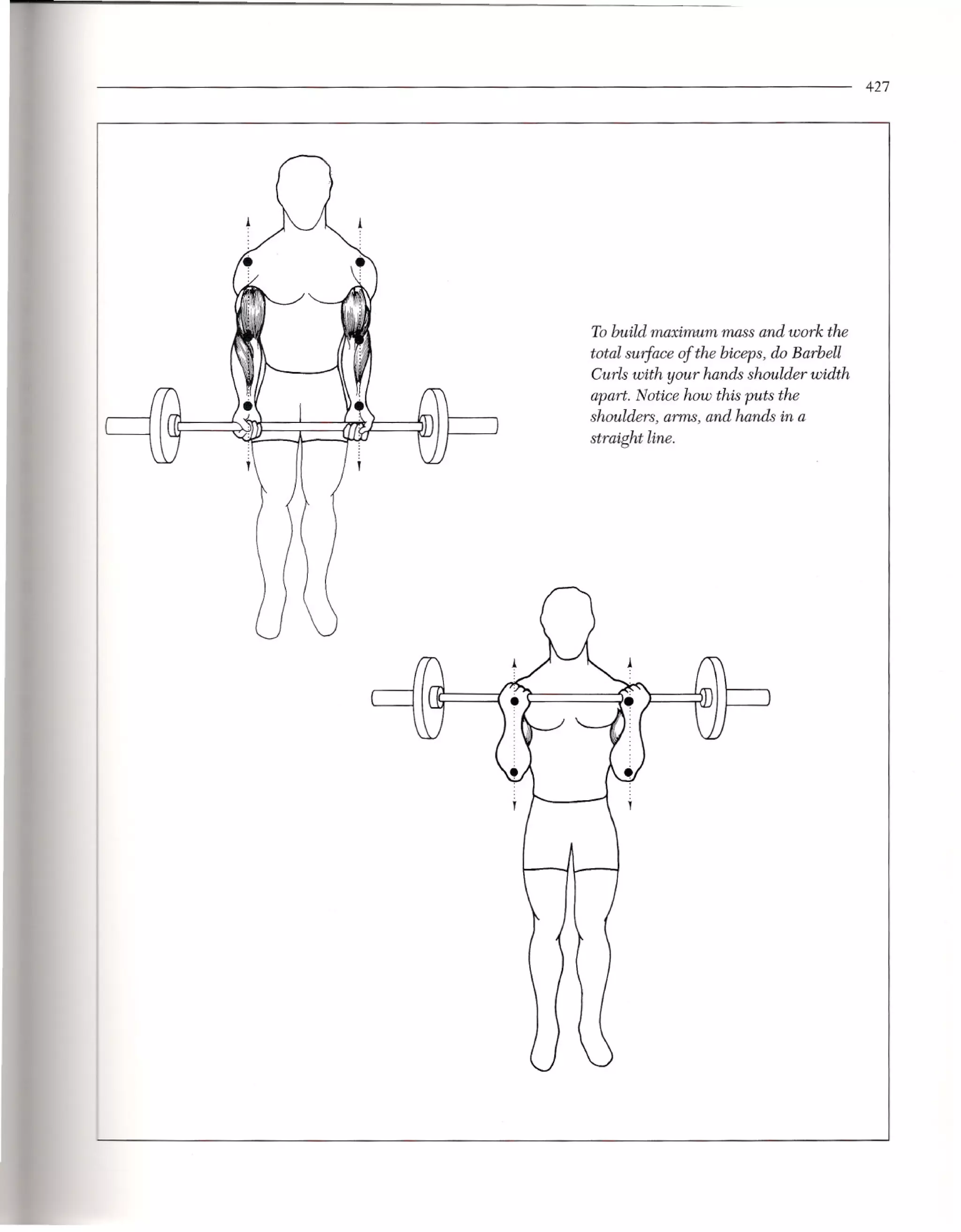 Book 3 8 1 Bicep Exercises | PDF