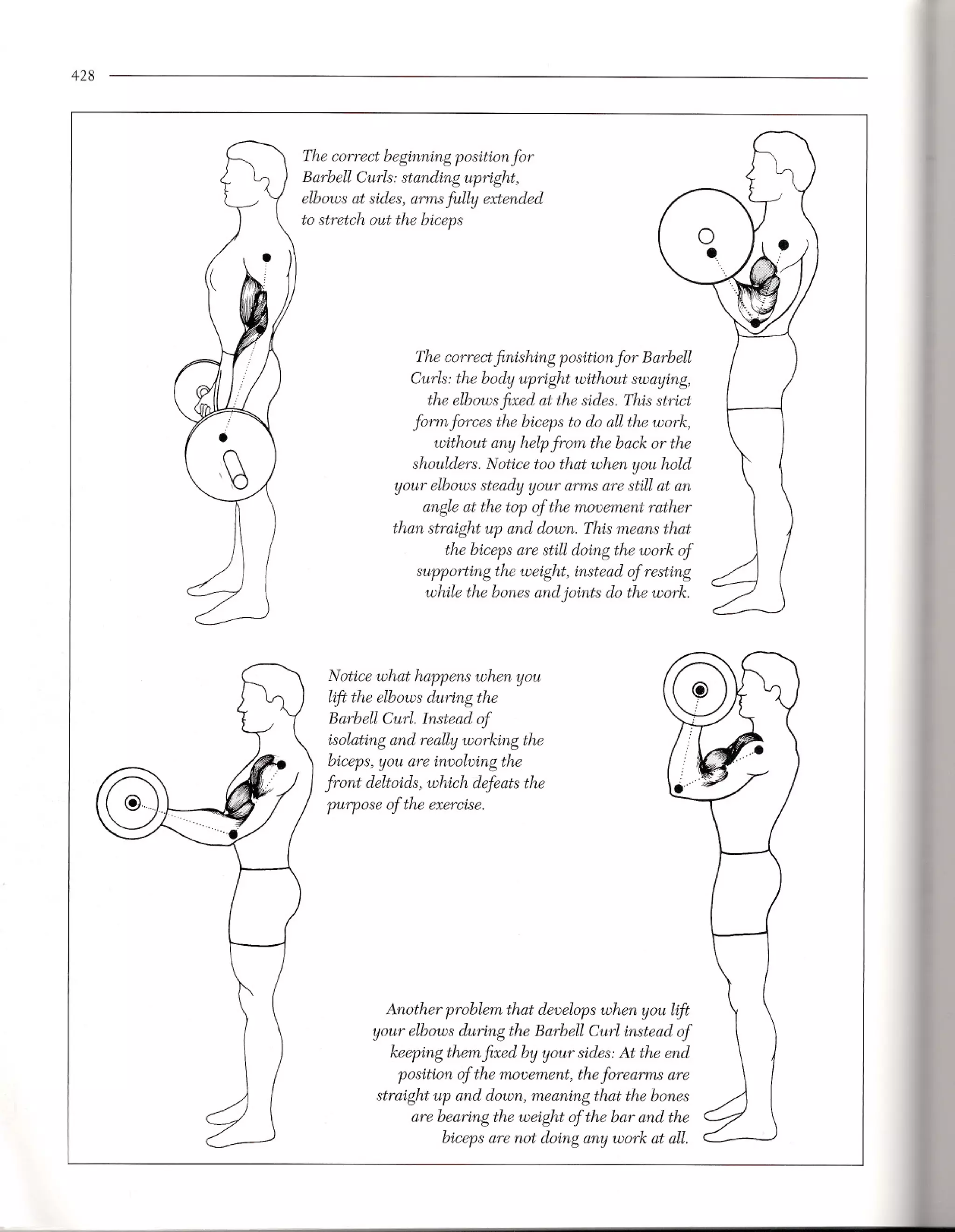 Book 3 8 1 Bicep Exercises | PDF
