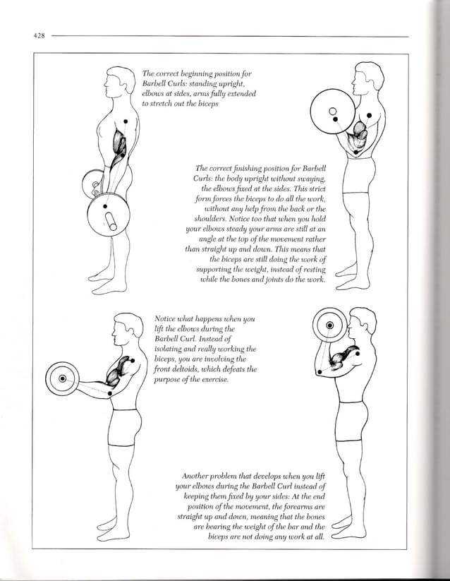 Book 3 8 1 Bicep Exercises | PDF