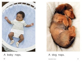 Bookanimalsnap clr ds | PPT