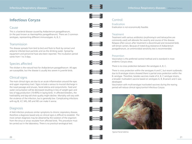 Important poultry diseases | PDF