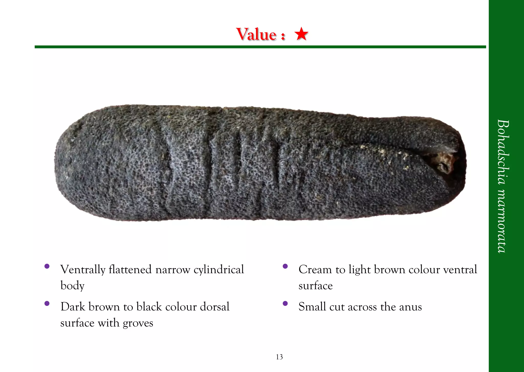 FRESH AND PROCESSED SEA CUCUMBERS OF SRI LANKA: Identification Guide | PDF