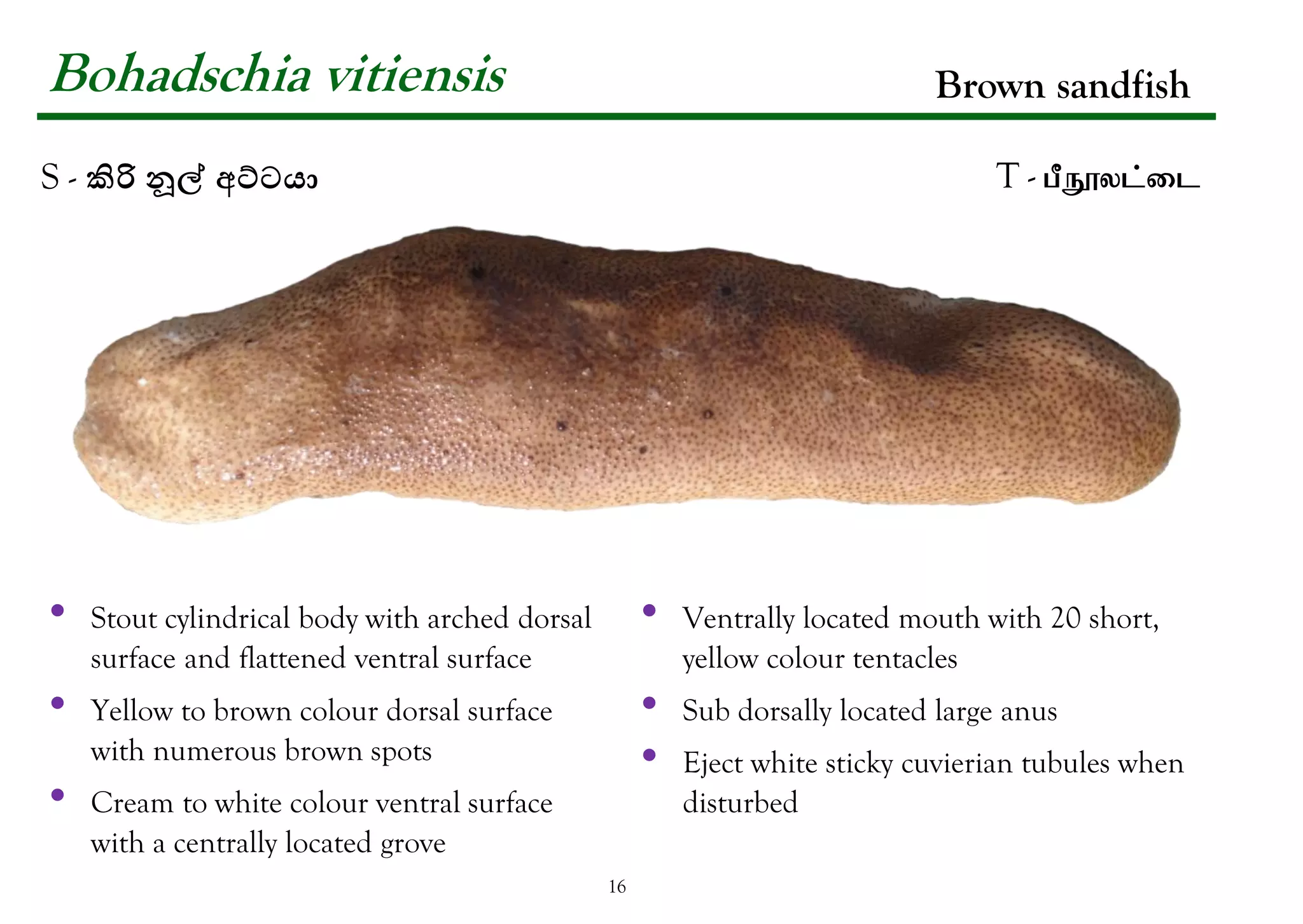 FRESH AND PROCESSED SEA CUCUMBERS OF SRI LANKA: Identification Guide | PDF
