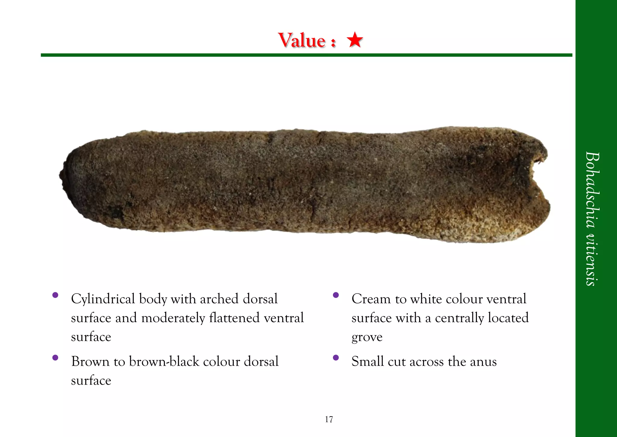 FRESH AND PROCESSED SEA CUCUMBERS OF SRI LANKA: Identification Guide | PDF