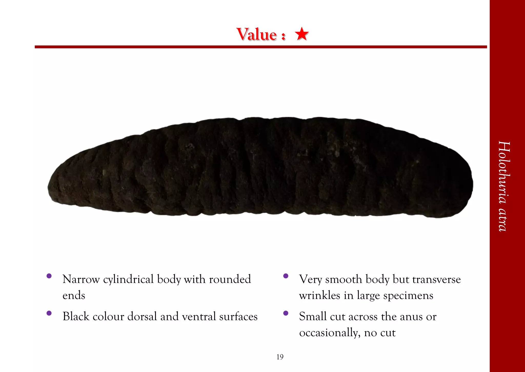 FRESH AND PROCESSED SEA CUCUMBERS OF SRI LANKA: Identification Guide | PDF