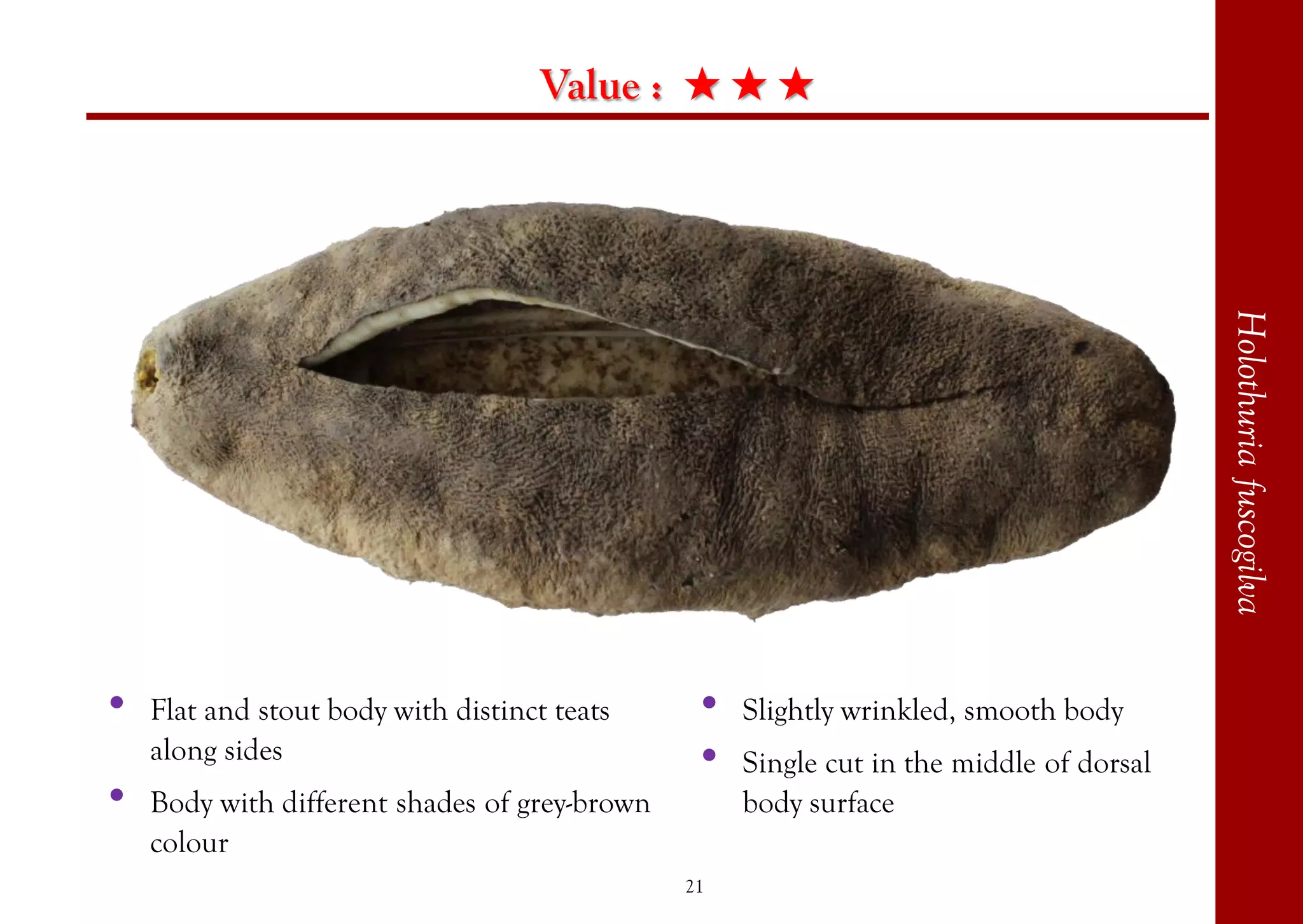 FRESH AND PROCESSED SEA CUCUMBERS OF SRI LANKA: Identification Guide | PDF