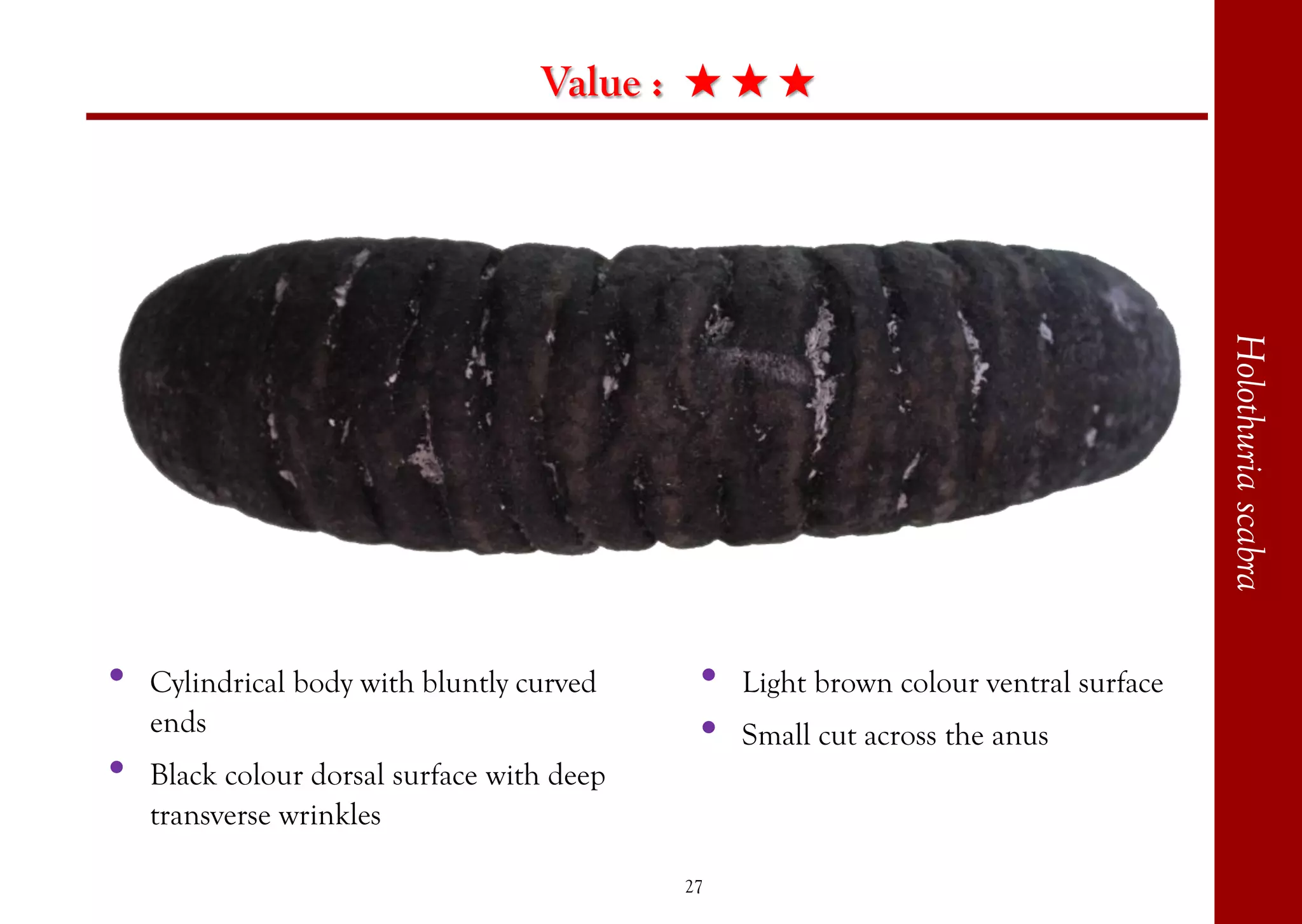 FRESH AND PROCESSED SEA CUCUMBERS OF SRI LANKA: Identification Guide | PDF