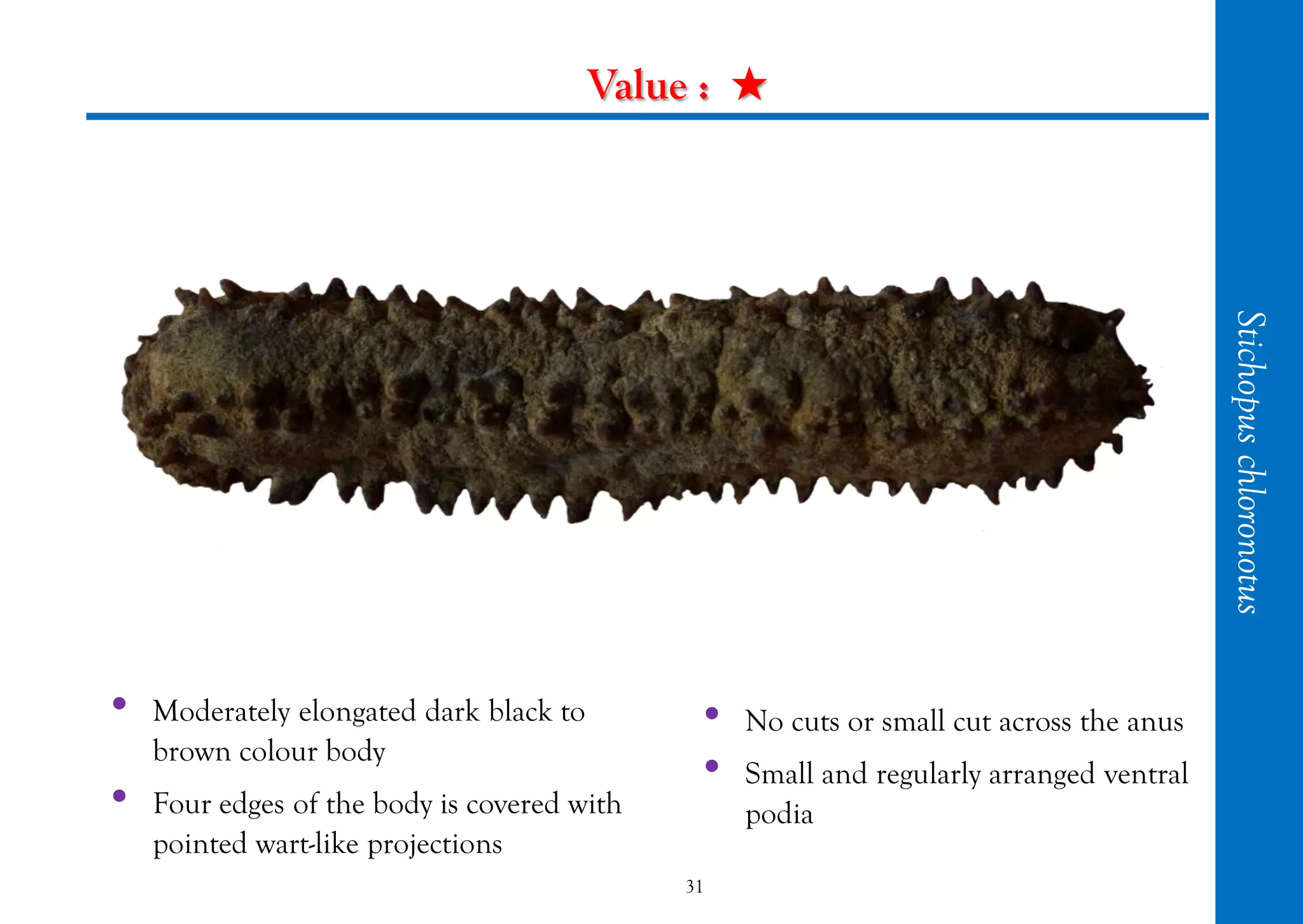 FRESH AND PROCESSED SEA CUCUMBERS OF SRI LANKA: Identification Guide | PDF
