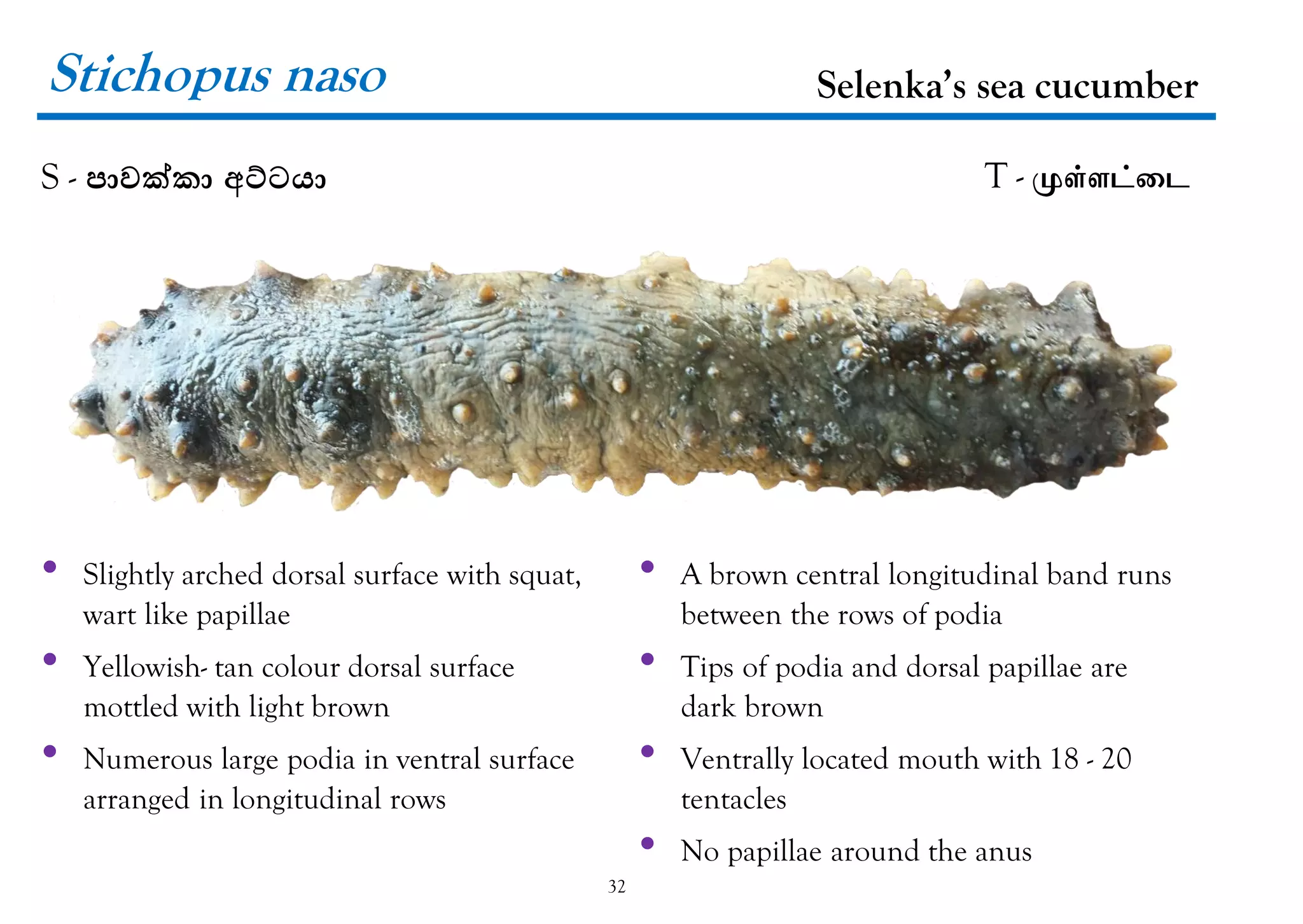 FRESH AND PROCESSED SEA CUCUMBERS OF SRI LANKA: Identification Guide | PDF
