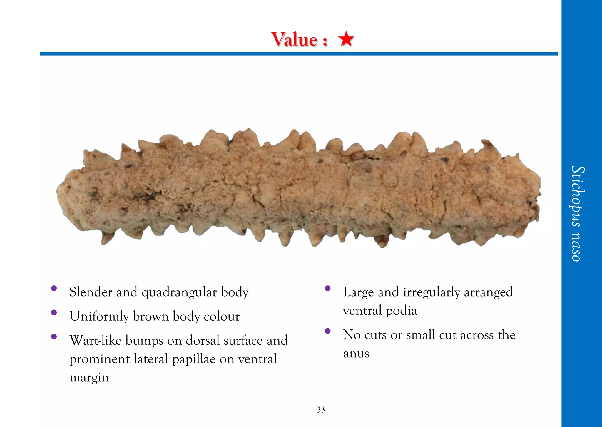 FRESH AND PROCESSED SEA CUCUMBERS OF SRI LANKA: Identification Guide | PDF