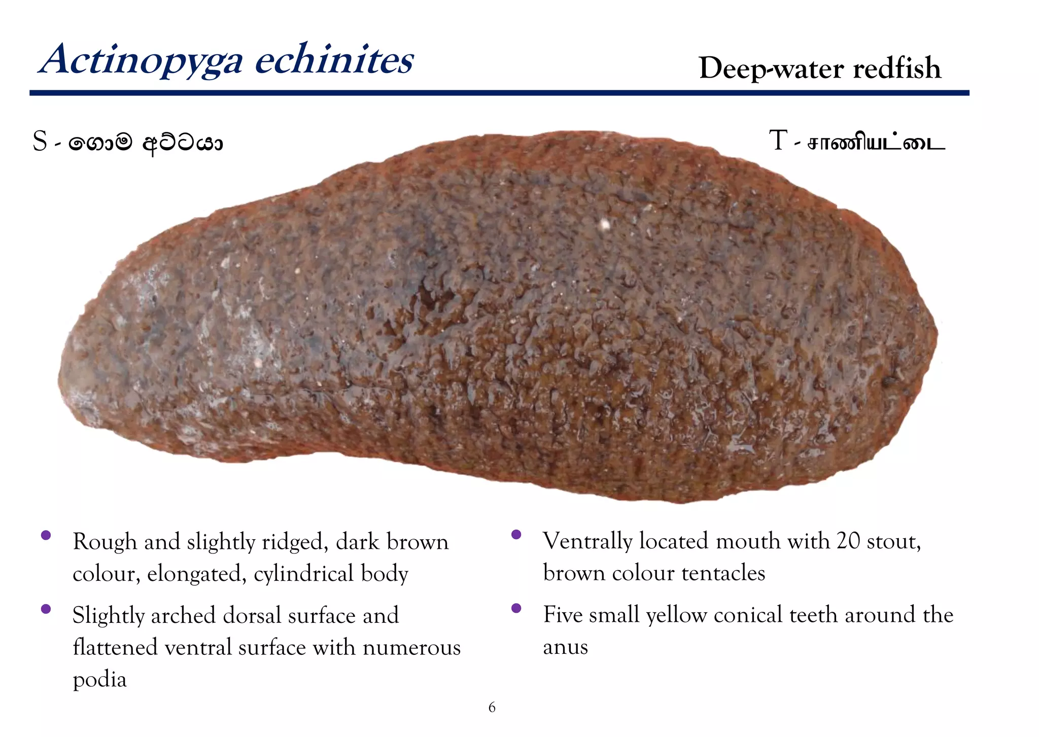 FRESH AND PROCESSED SEA CUCUMBERS OF SRI LANKA: Identification Guide | PDF
