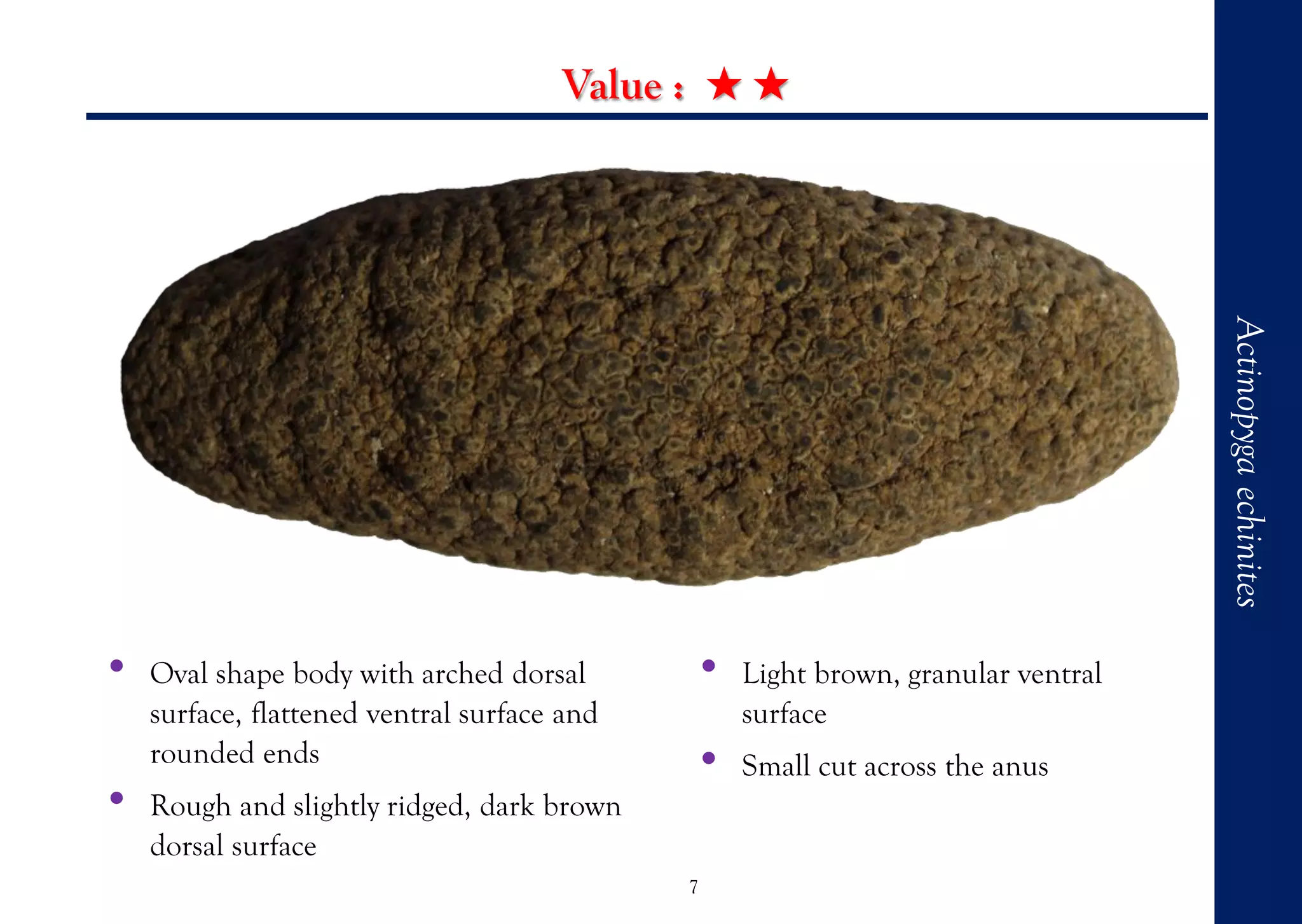 FRESH AND PROCESSED SEA CUCUMBERS OF SRI LANKA: Identification Guide | PDF