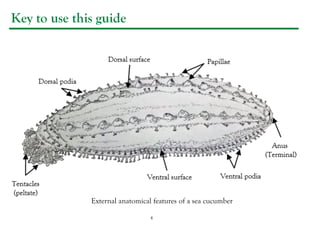 Sea Cucumber Diagram