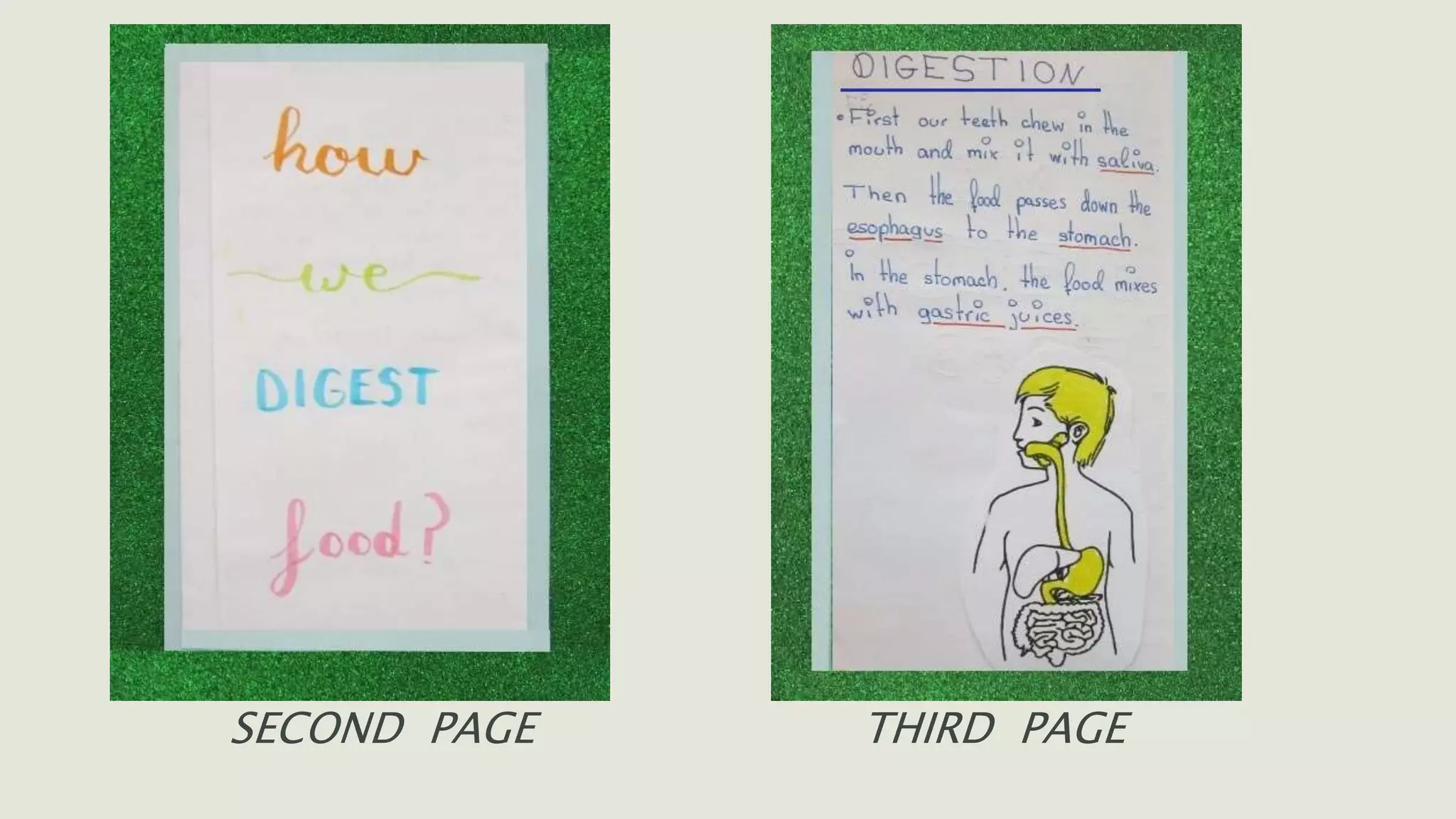 The digestive system booklet | PPT