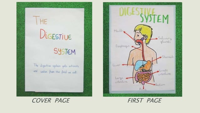 The digestive system booklet | PPTX