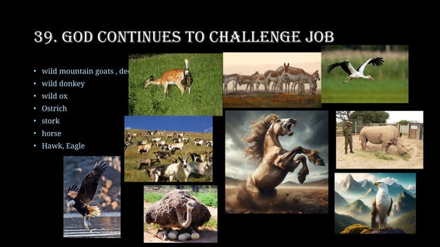 BOOK OF JOB COMPLETE BIBLE STUDY BY RHEMA JOY SHARATH | PPTX