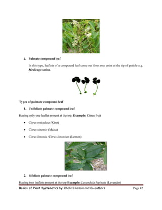 plant systematics and morphological characters of leaves,roots,stem ...