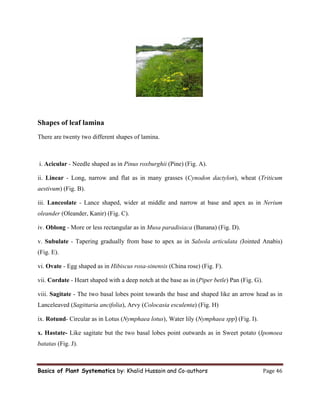 plant systematics and morphological characters of leaves,roots,stem ...