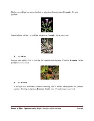 Modified Leaf Of A Plants Examples