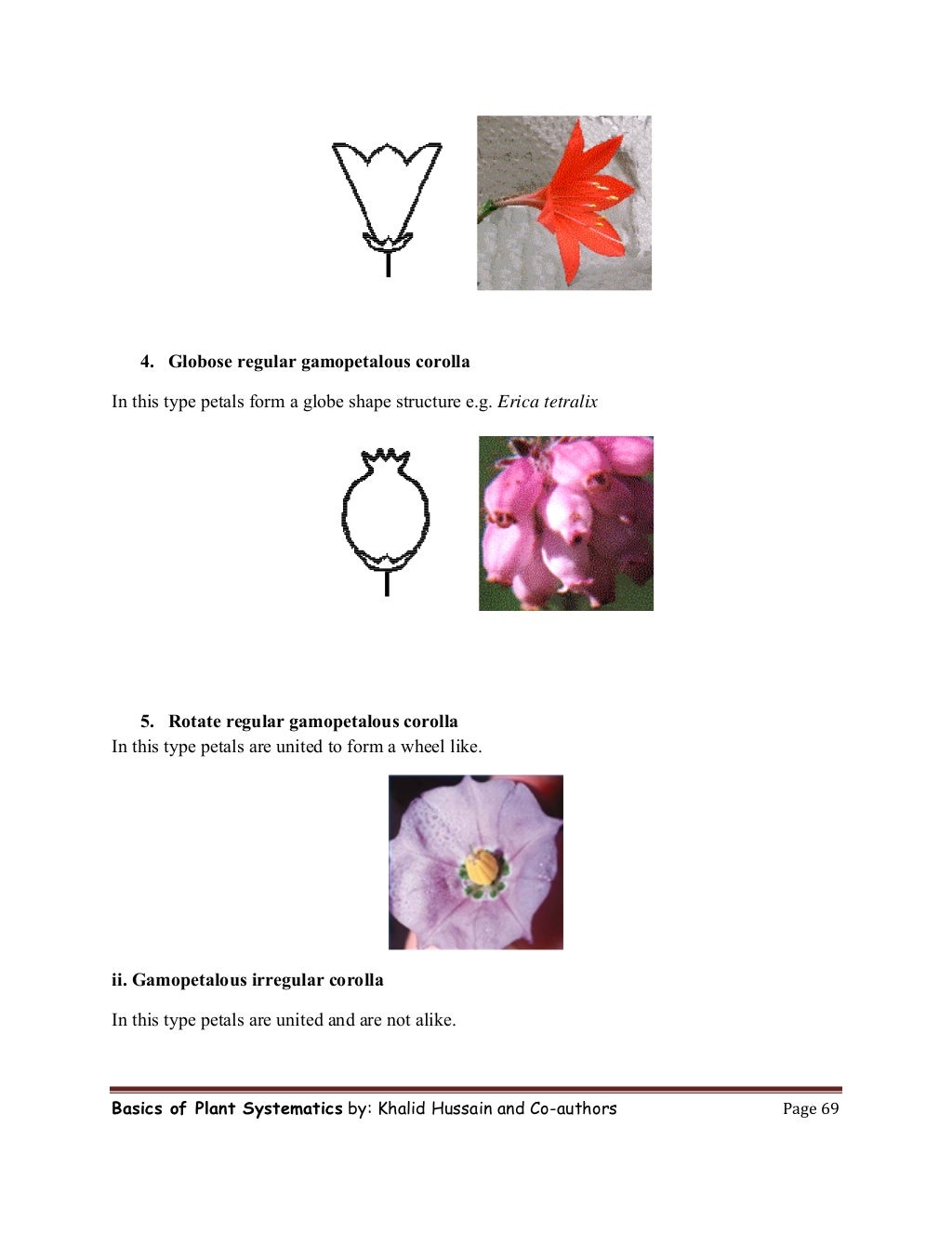plant systematics and morphological characters of leaves,roots,stem,f…
