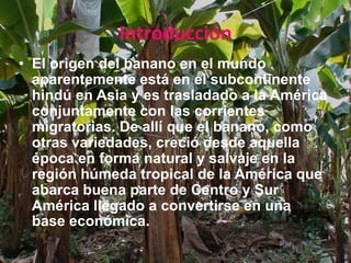 Boom bananero por Karla Flores | PPTX