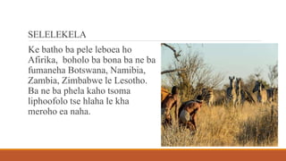 Bophelo Ba Baroa.pptx