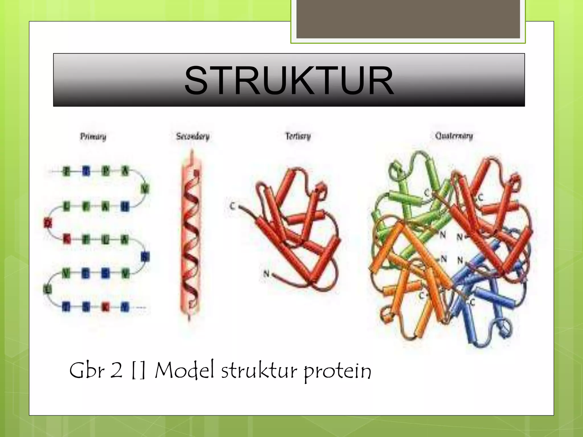 Biokimia Struktur Protein | PPT