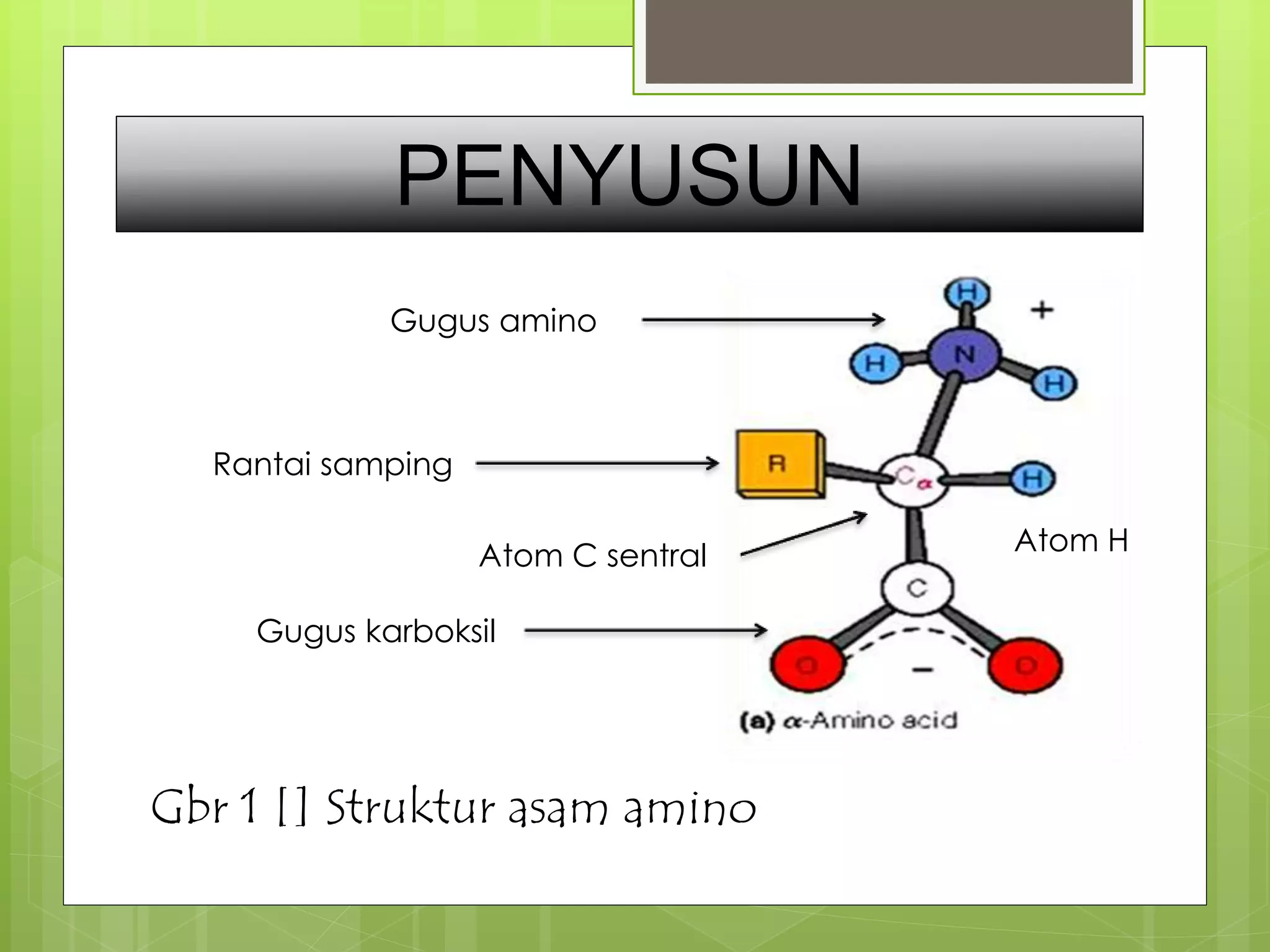 Biokimia Struktur Protein | PPT