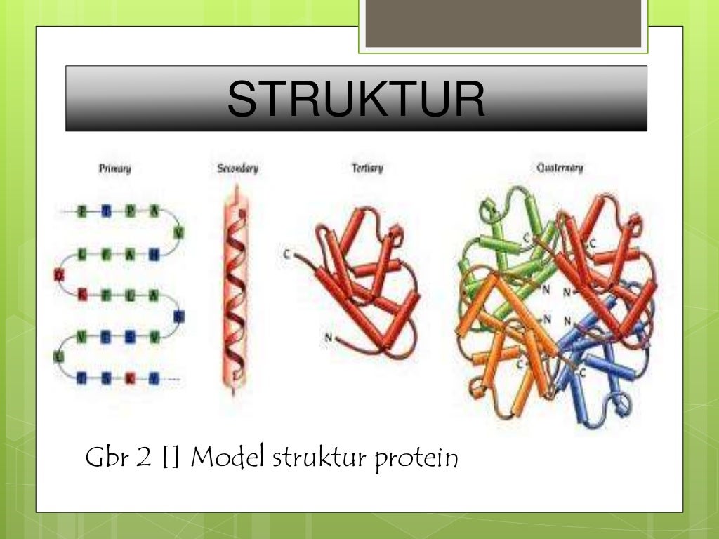 Biokimia Struktur Protein