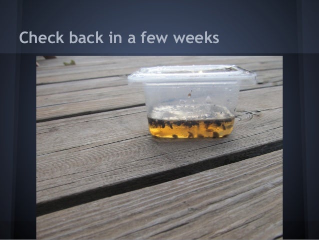 How To Make Homemade Borax Ant Killer Traps