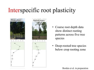 Session 5.2 Agroforestry Systems: Quantification of Tree Root ...