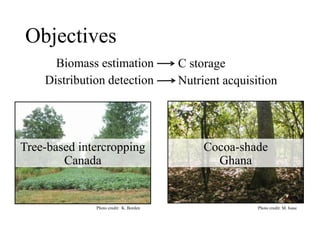 Session 5.2 Agroforestry Systems: Quantification of Tree Root ...