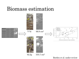 Session 5.2 Agroforestry Systems: Quantification of Tree Root ...