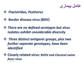 Border disease of sheep | PDF