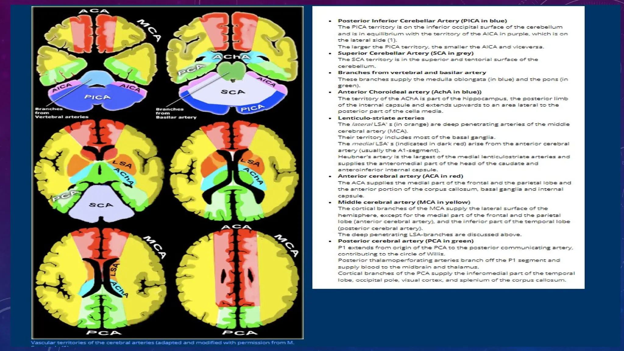 Border zone infarcts in cerebrum and cerebellum.pptx