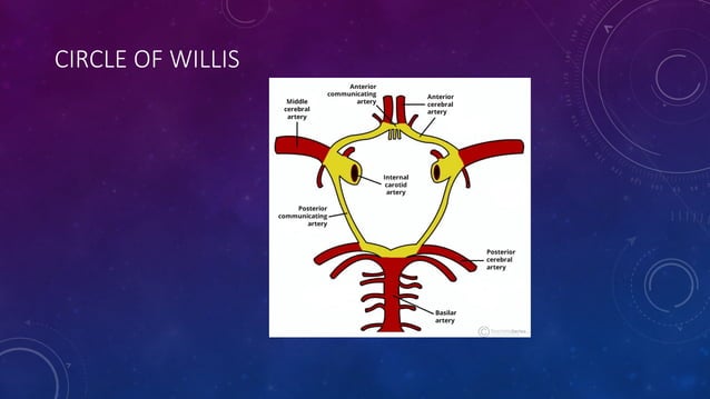 Border zone infarcts in cerebrum and cerebellum.pptx