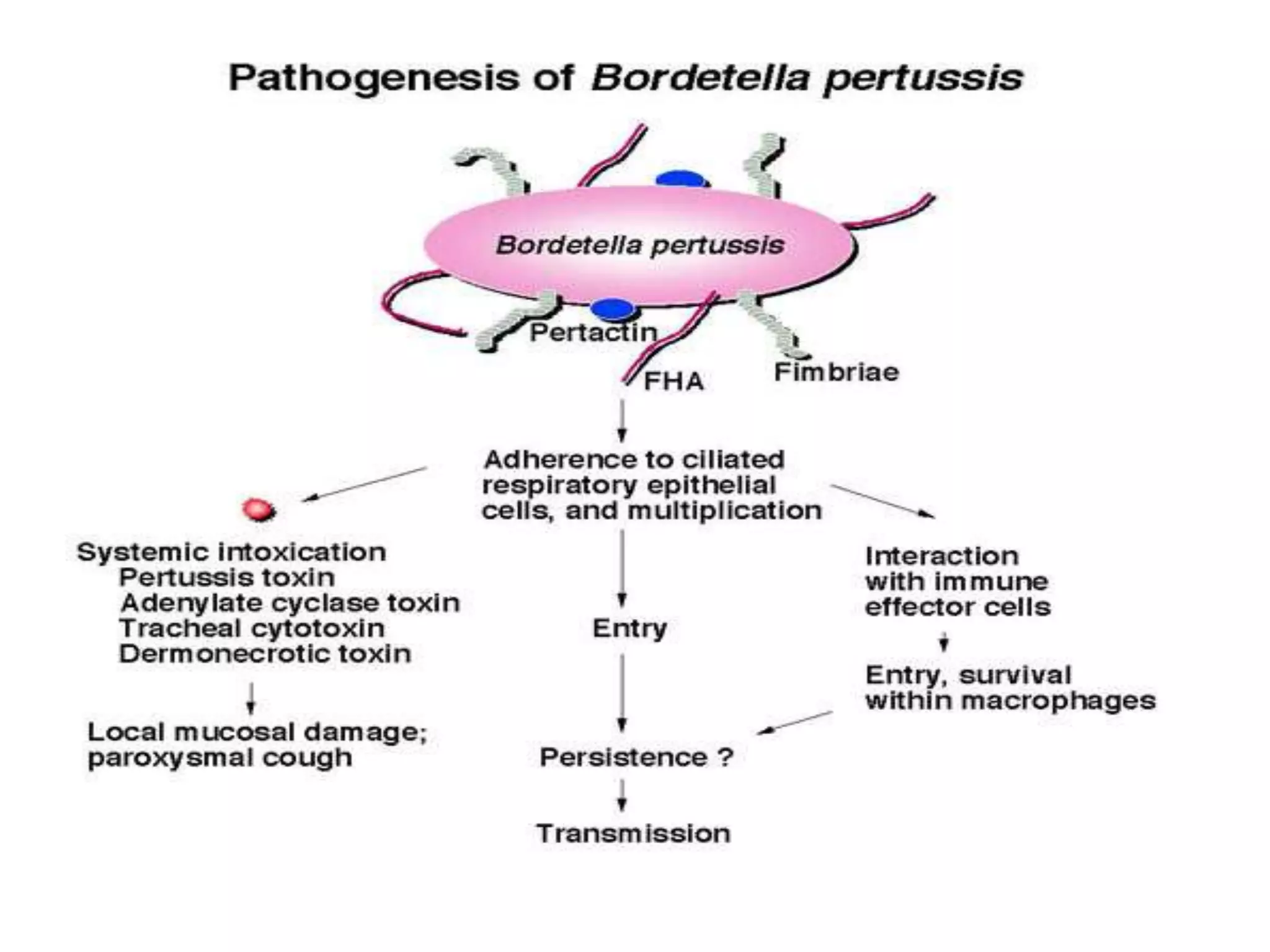 Bordetella | PPTX