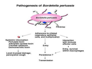 Bordetella Pertussis Bacteria Diagram