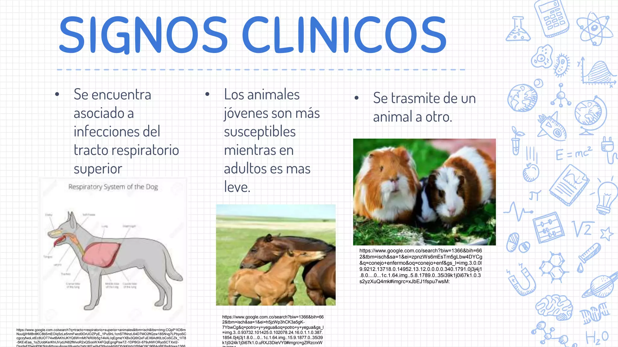 Medicina Veterinaria y zootecnia | PPTX