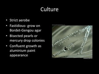 Bordetella by Dr. Himanshu Khatri | PPT